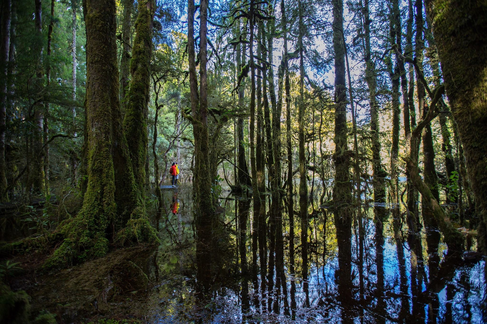 Pureora Forest Park | Taupo Official Website