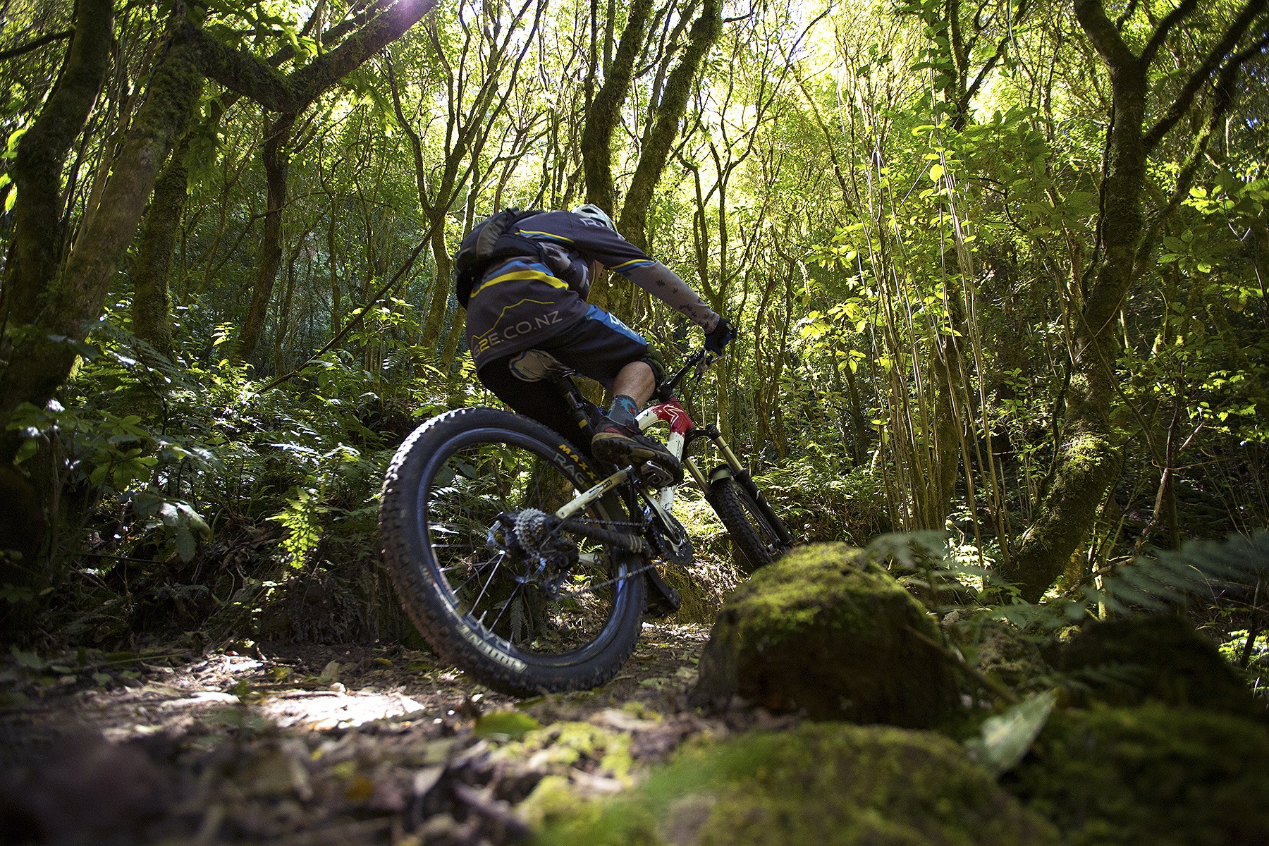 Tree Trunk Gorge - Kaimanawa Forest Park | Walking & Biking Trails in ...