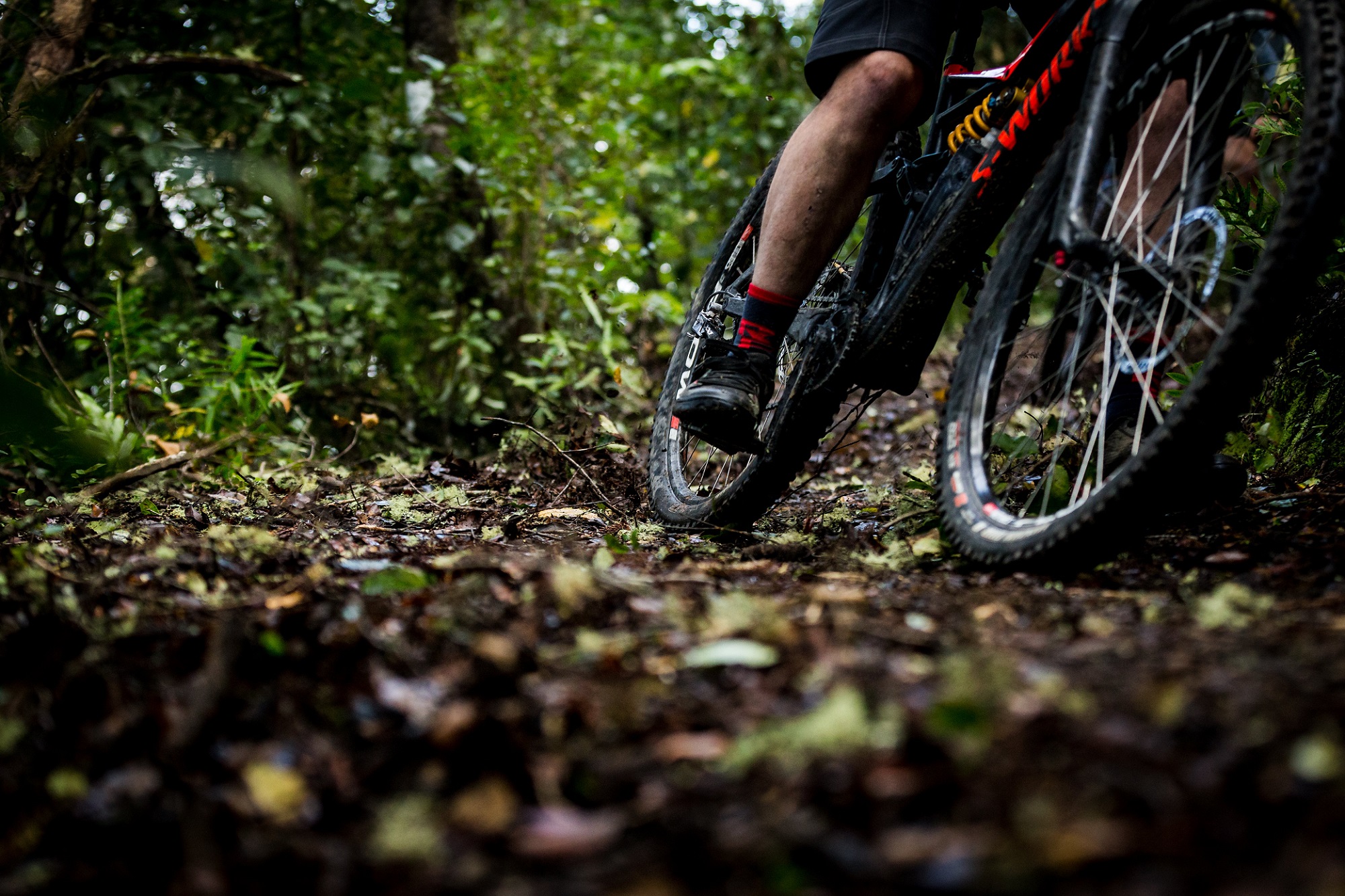 Pureora Forest Park | Taupo Official Website