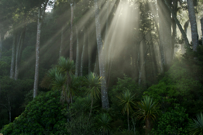 Link Road to Mount Pureora Track | Walks & Hikes in Pureora Forest Park ...